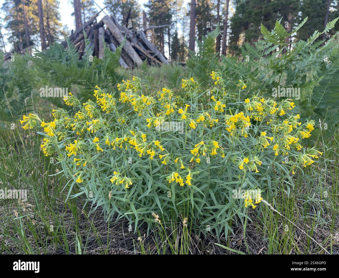 manyflowered gromwell (Lithospermum multiflorum), Plantae, Grand Canyon ...