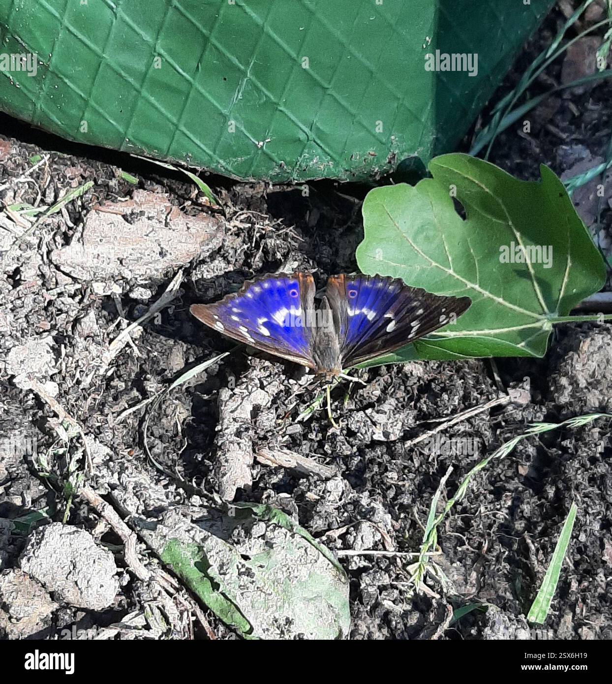 Lesser Purple Emperor (Apatura ilia), Insecta, Pięciolinii 10 Stock ...