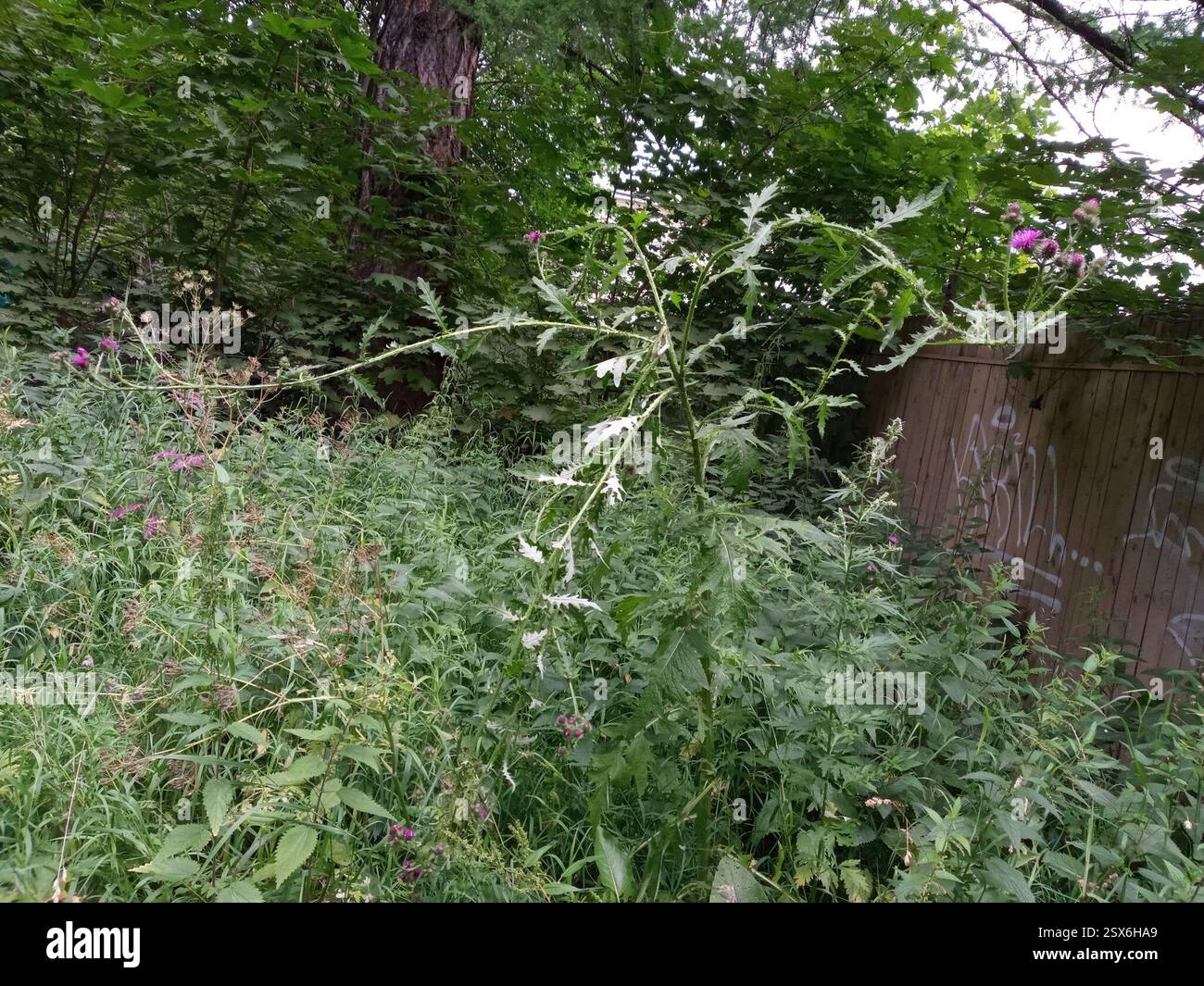 Welted Thistle (Carduus crispus), Plantae, Москва, Россия, 117463 Stock ...
