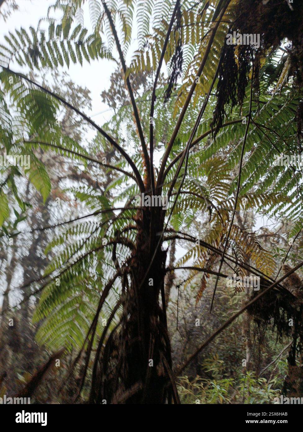 scaly tree ferns (Cyatheaceae), Plantae, 08145, Perú Stock Photo - Alamy