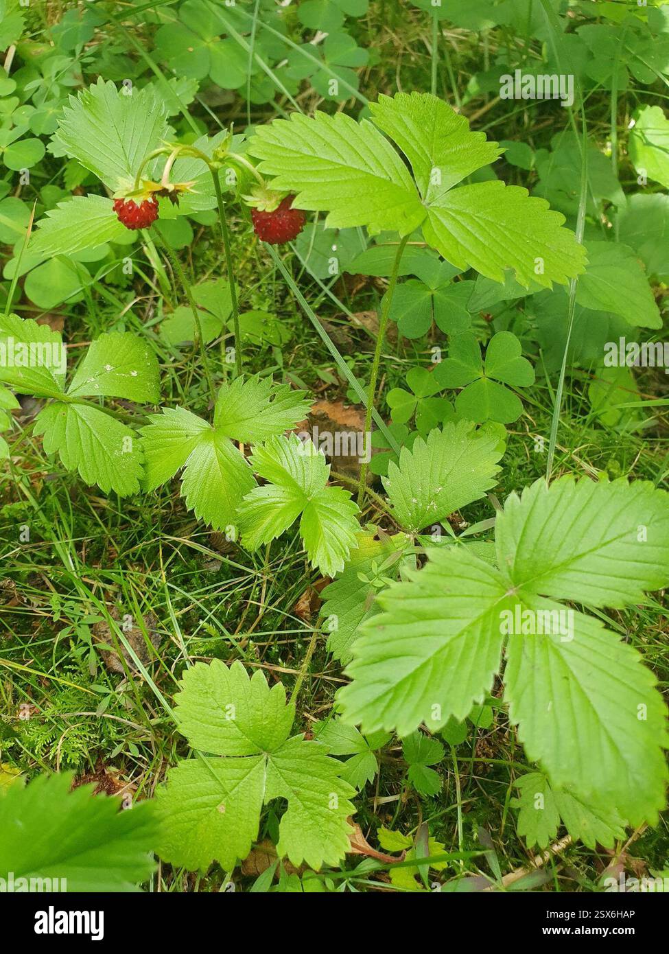 woodland strawberry (Fragaria vesca), Plantae, 141 91 Huddinge, Sverige ...