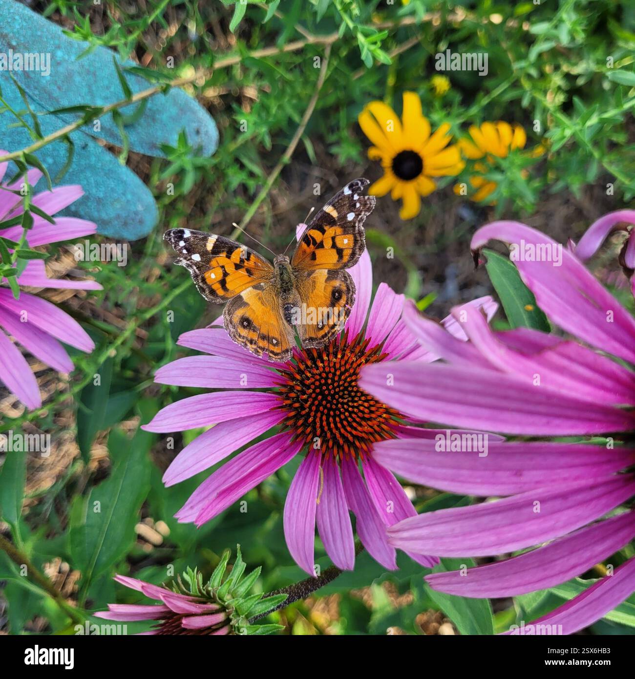 American Lady (Vanessa virginiensis), Insecta, 52 Rivercrest Dr Stock ...