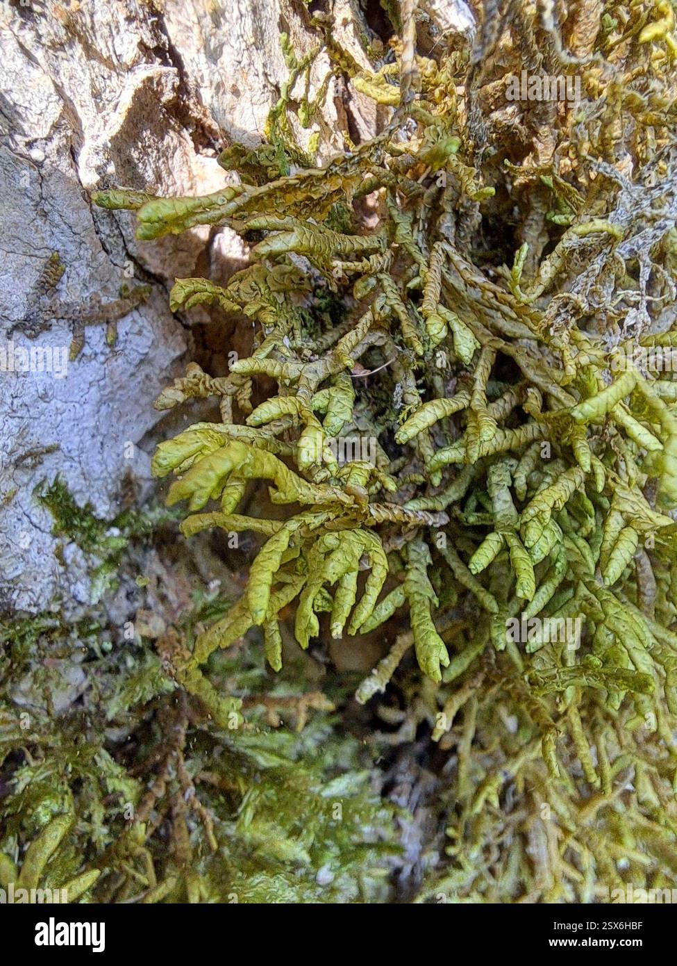 Wall Scalewort (Porella platyphylla), Plantae, Batchawana Bay, ON P0S ...
