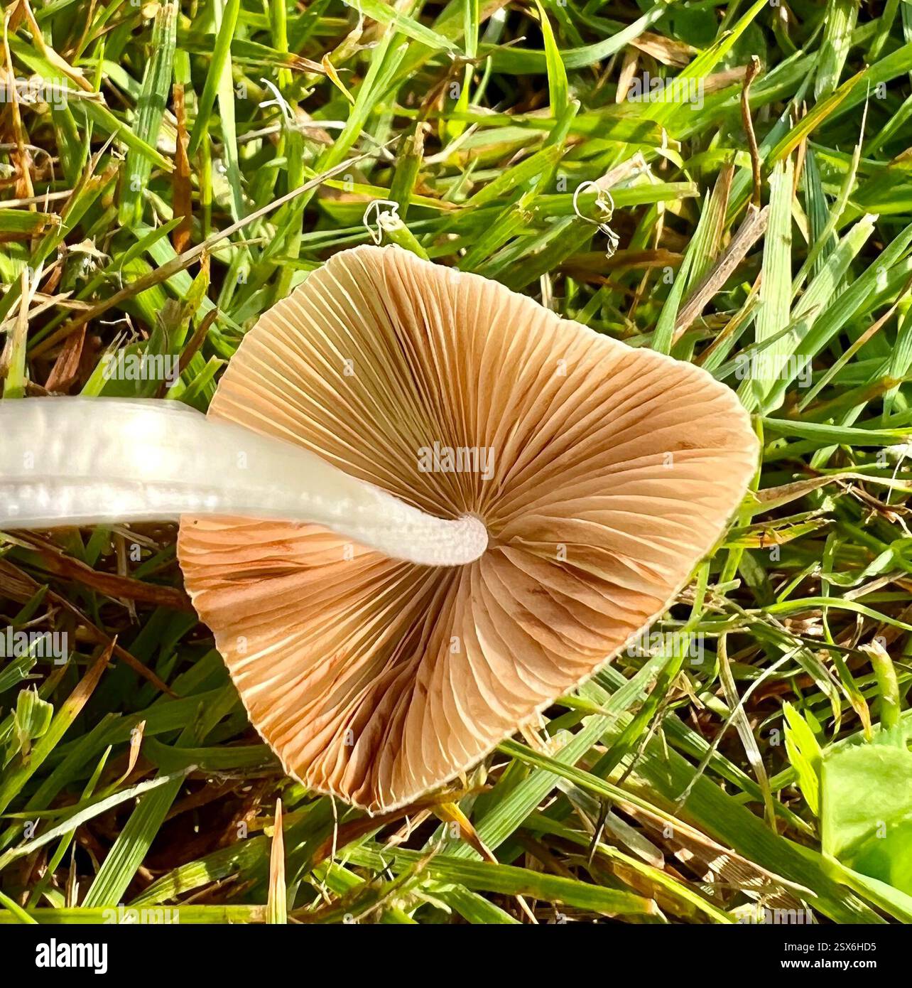 milky conecap (Conocybe apala), Fungi, Indian Hill Rd, Groton, MA, US ...