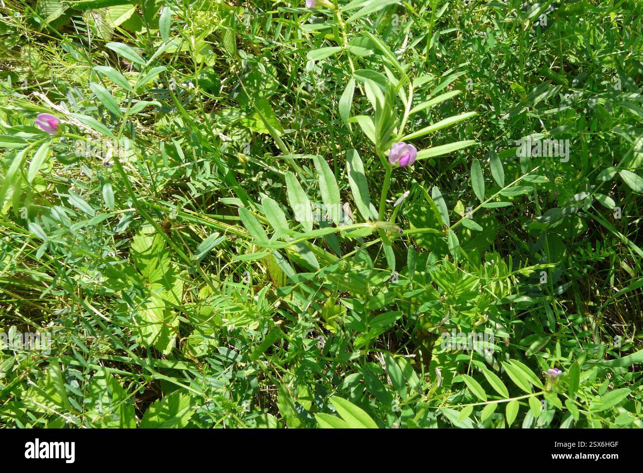 narrow-leaved vetch (Vicia sativa nigra), Plantae, Лунинский р-н ...