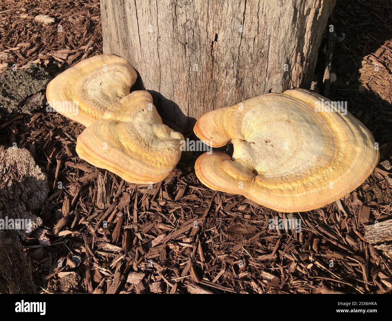 (Ganoderma sessile), Fungi, Maryland, US, At base of dead roadside tree ...