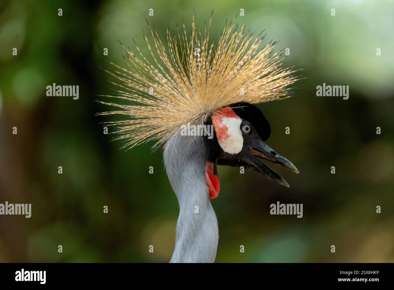 Grey crowned crane. It is found in nearly all of Africa, especially in ...