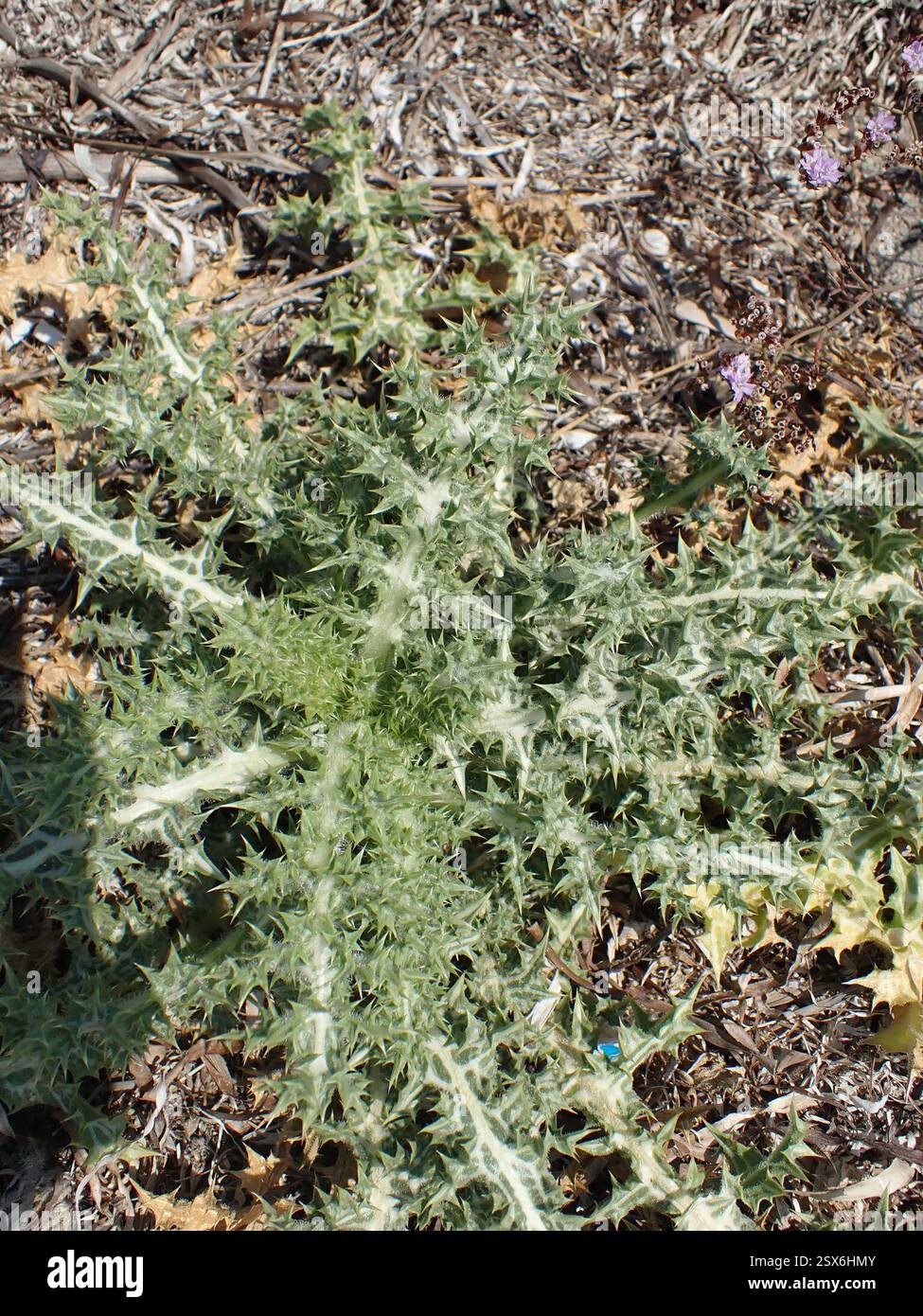 Boar Thistle (Galactites tomentosus), Plantae, 66420 Le Barcarès ...
