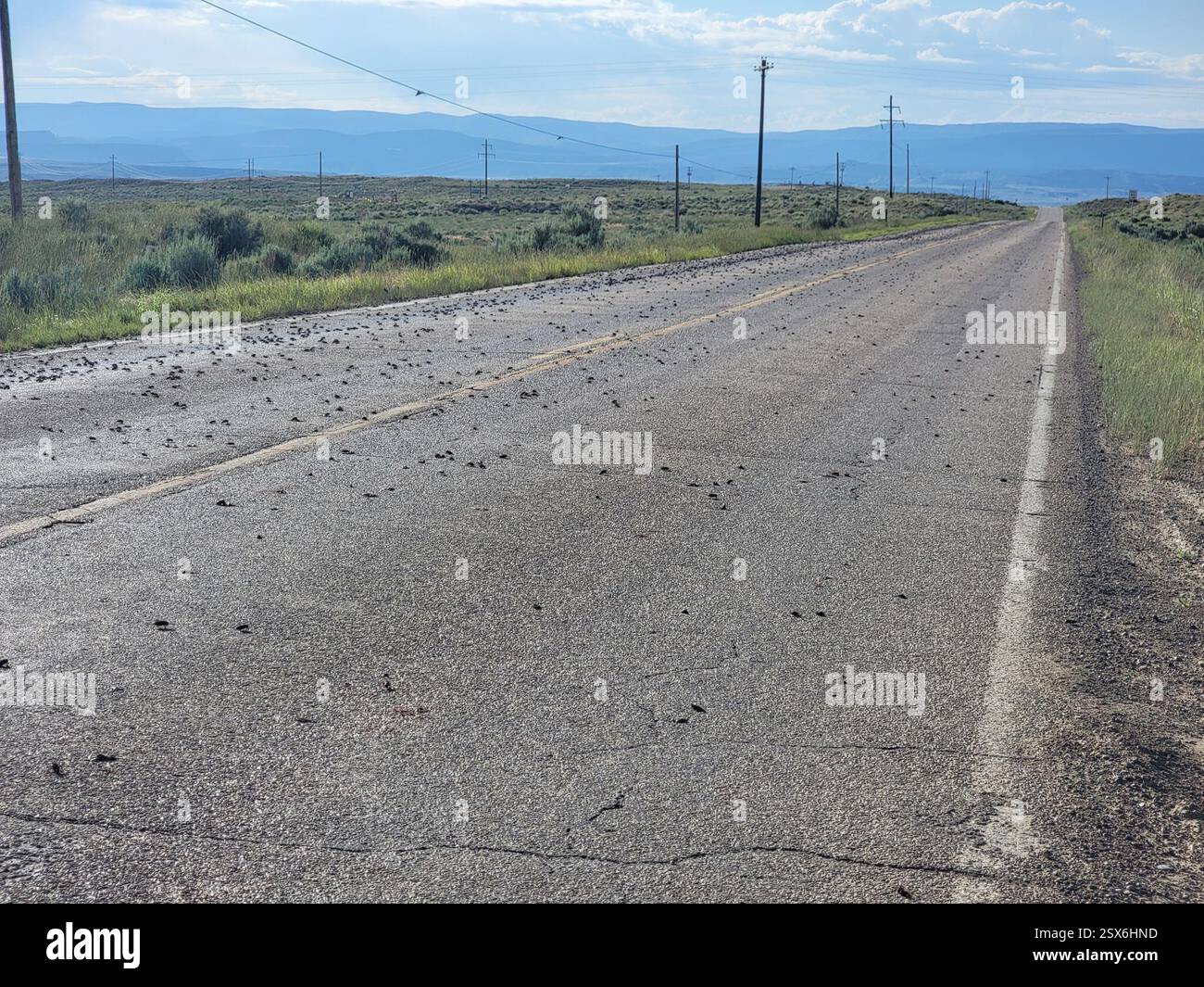 Mormon Cricket (Anabrus simplex), Insecta, Rangely, CO 81648, USA Stock ...