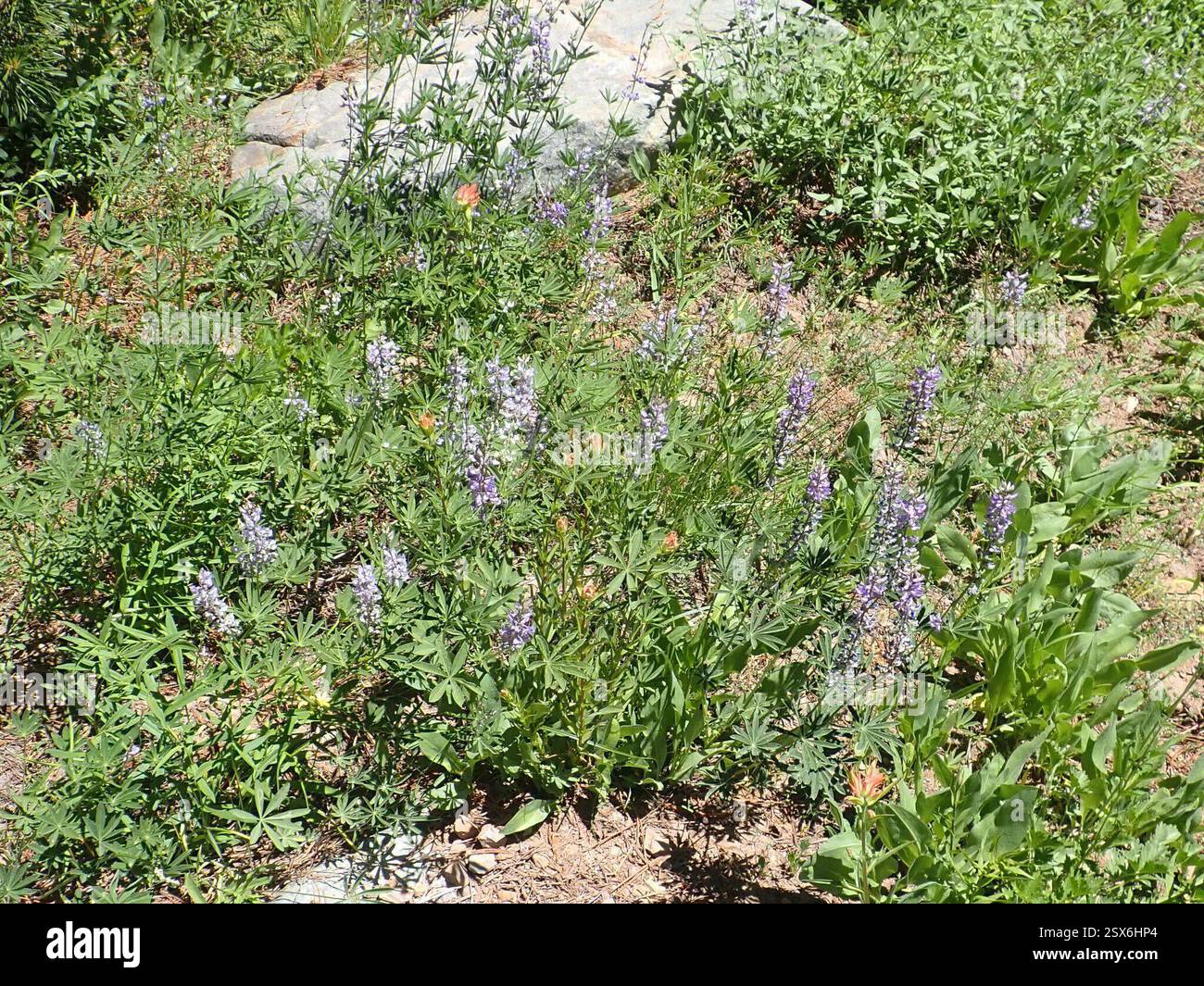 Longspur Lupine (Lupinus arbustus), Plantae, Near Round Lake trailhead, Gold Lake Hwy, Sierra ...