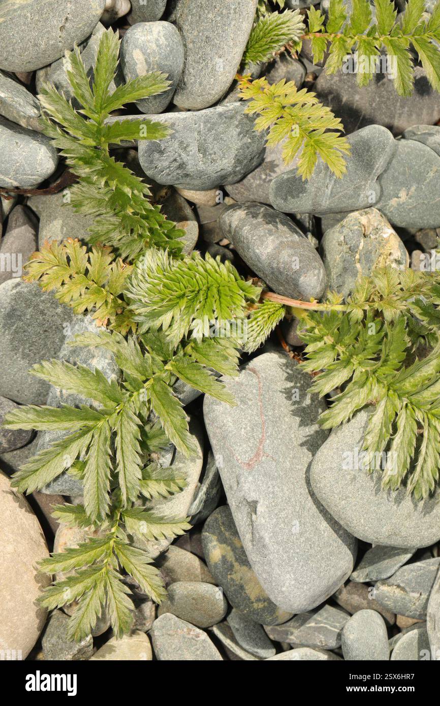 common silverweed (Argentina anserina), Plantae, Cemlyn Bay, Cemlyn ...