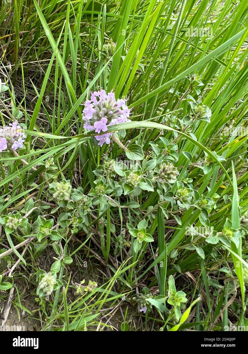 Ziziphora clinopodioides hi-res stock photography and images - Alamy