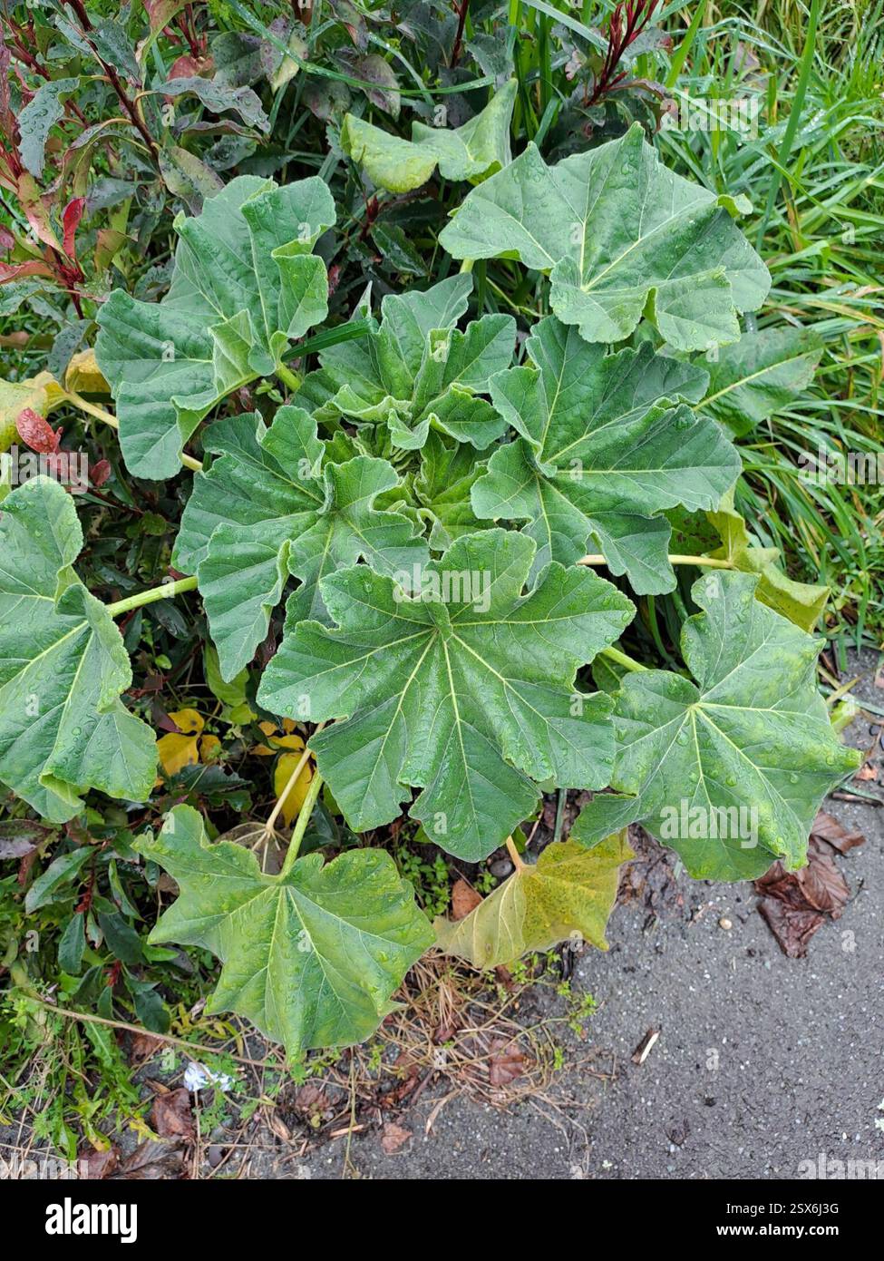 Tree Mallow (Malva arborea), Plantae, Glengarry, Invercargill 9810, New ...