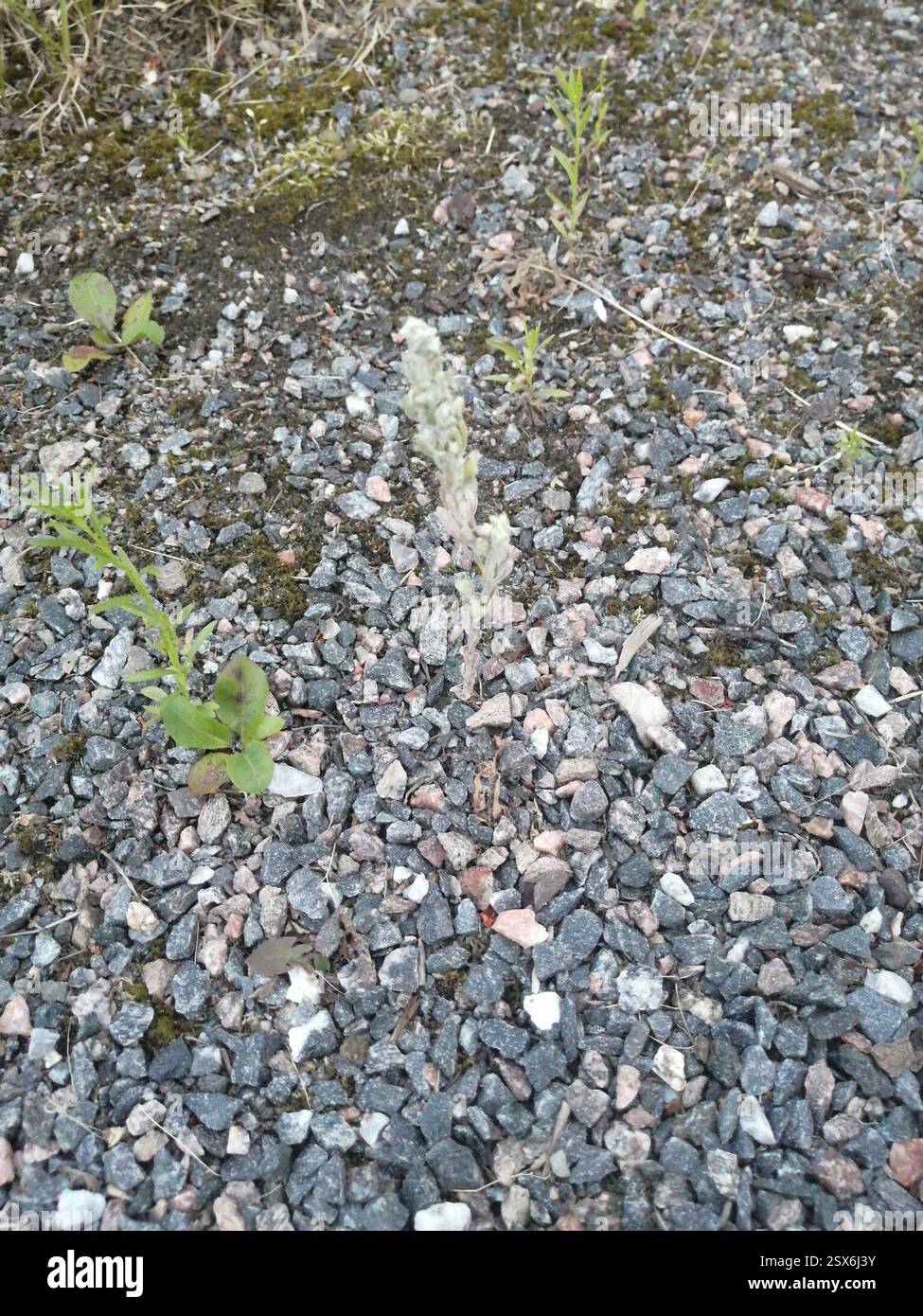 field fluffweed (Filago arvensis), Plantae, Tammisaari Stock Photo - Alamy