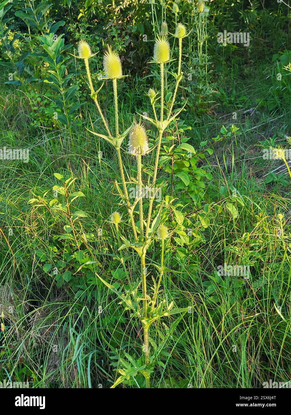 cutleaf teasel (Dipsacus laciniatus), Plantae, Dupage County, IL, USA ...