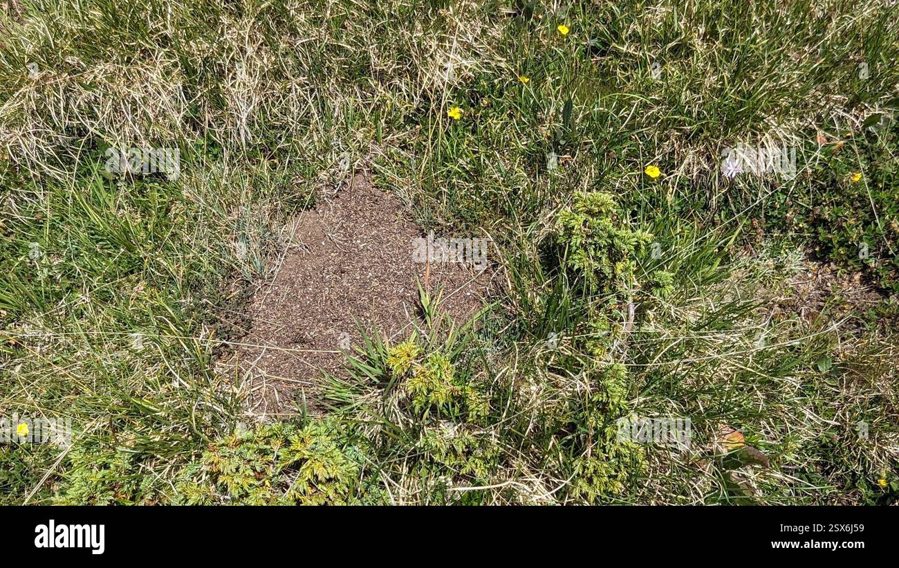 exsecta-group Wood and Mound Ants (Formica exsecta), Insecta, 1936 Val ...