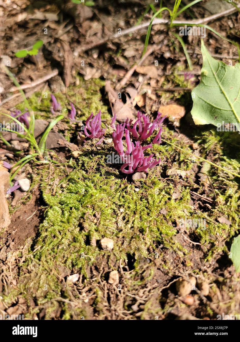 violet coral fungus (Clavaria zollingeri), Fungi, Westchester Station ...