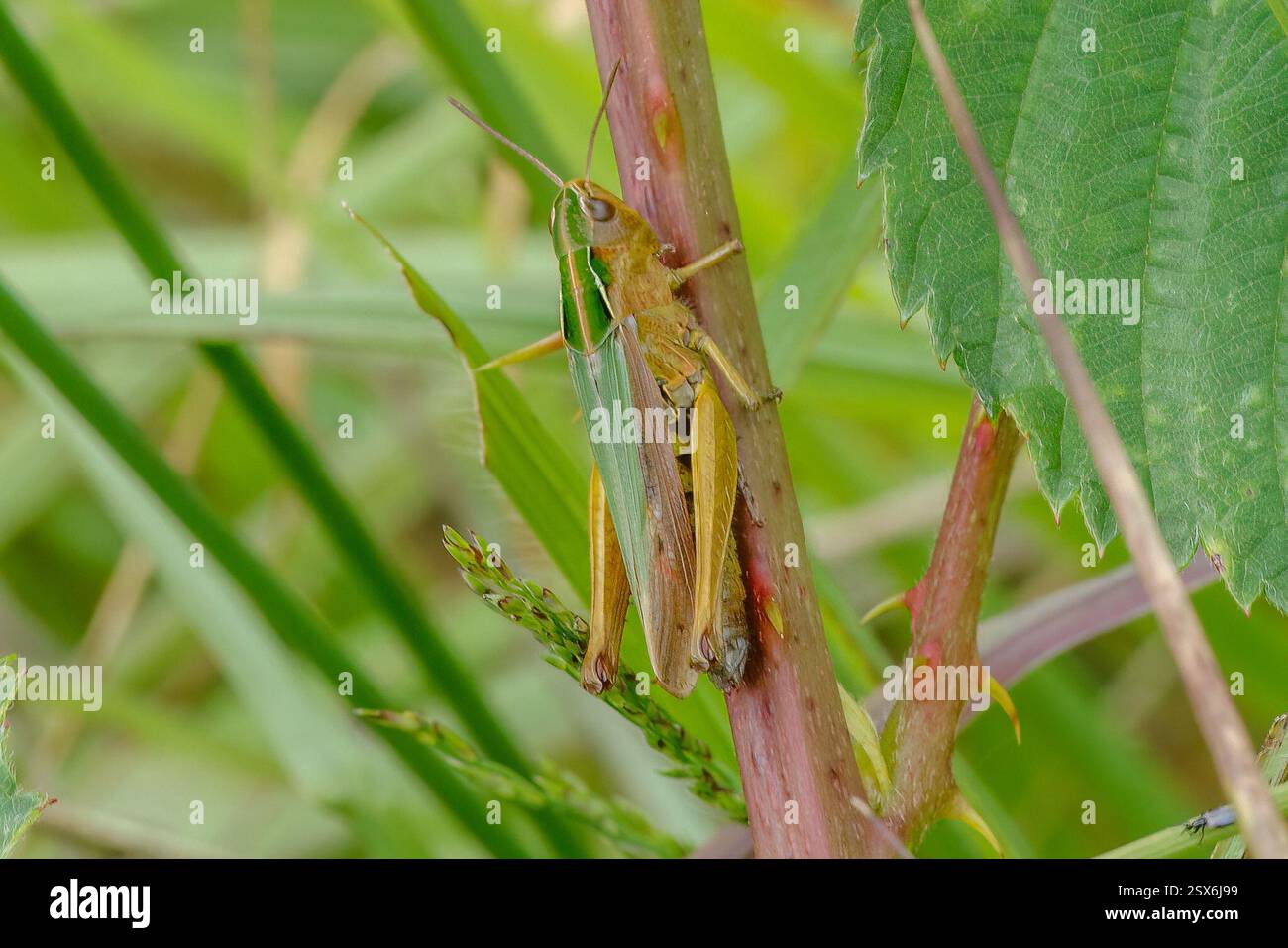 Common Green Grasshopper (Omocestus viridulus), Insecta, Cumbria, UK ...