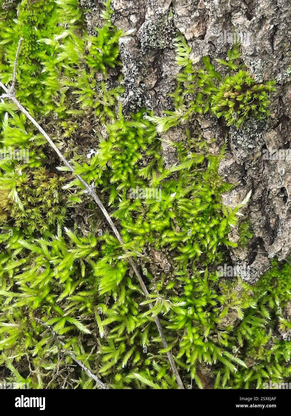(Brachythecium), Plantae, Essex County, US-NY, US, Growing on ash ...