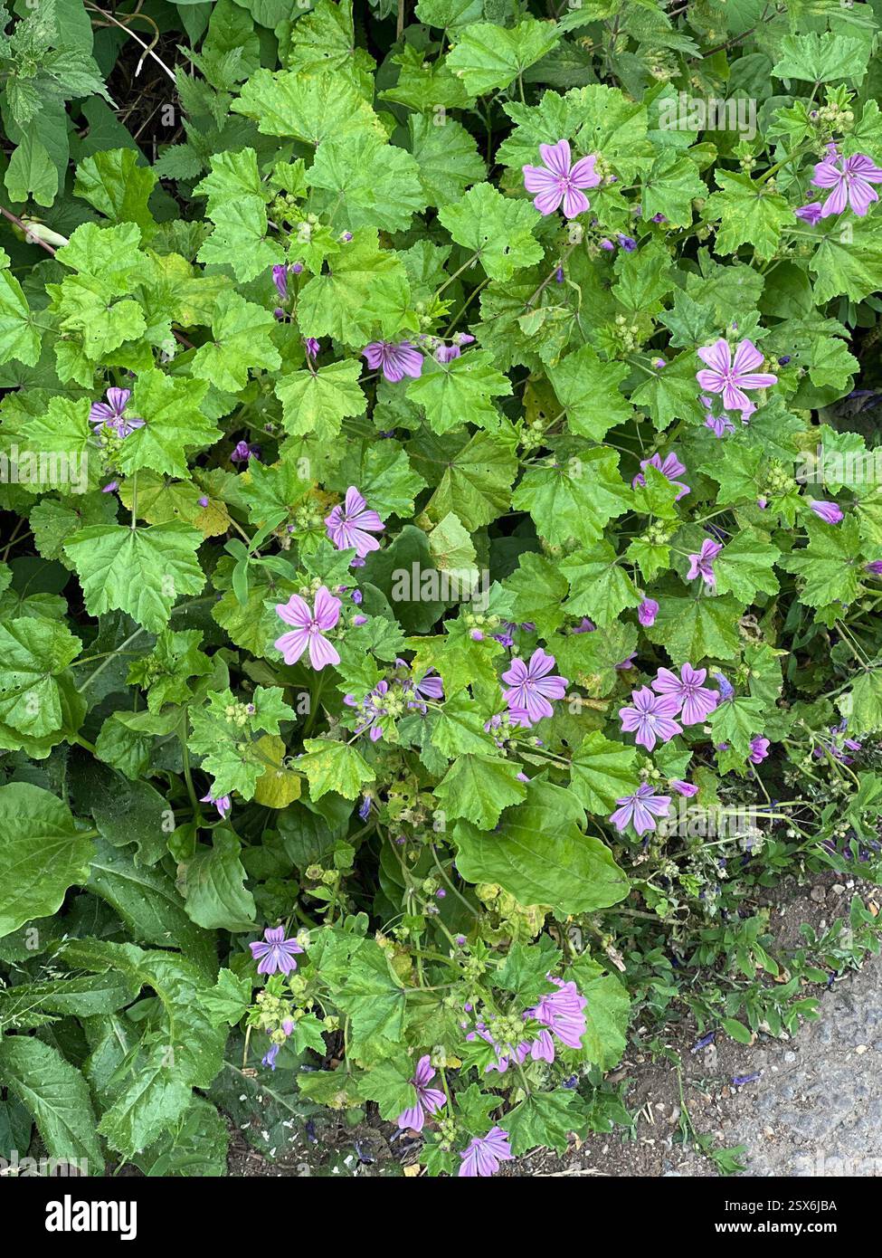 Common Mallow (Malva sylvestris), Plantae, Gusted Hall Lane, Hockley ...
