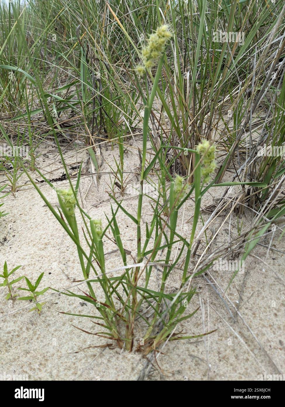 sandburs and fountain grasses (Cenchrus), Plantae, Lewes, DE 19958, USA ...