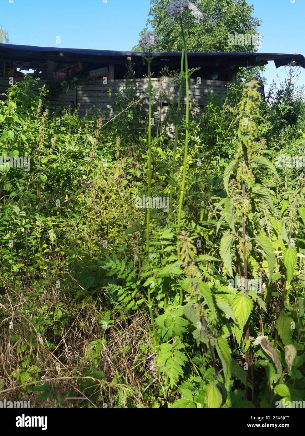 common valerian (Valeriana officinalis), Plantae, Emilienhofstraße 2 ...