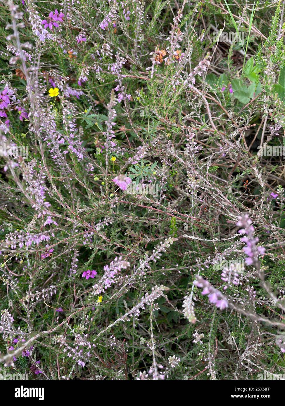 common heather (Calluna vulgaris), Plantae, Tiptree Heath, Colchester ...