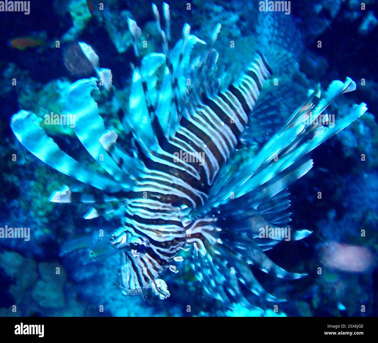 Indian Lionfish (Pterois miles), Actinopterygii, Red Sea, Red Sea, EG ...
