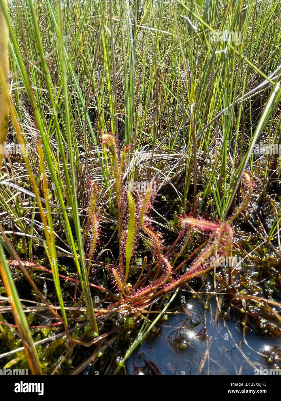 Slenderleaf Sundew (Drosera linearis), Plantae, Crimson Lake Provincial ...