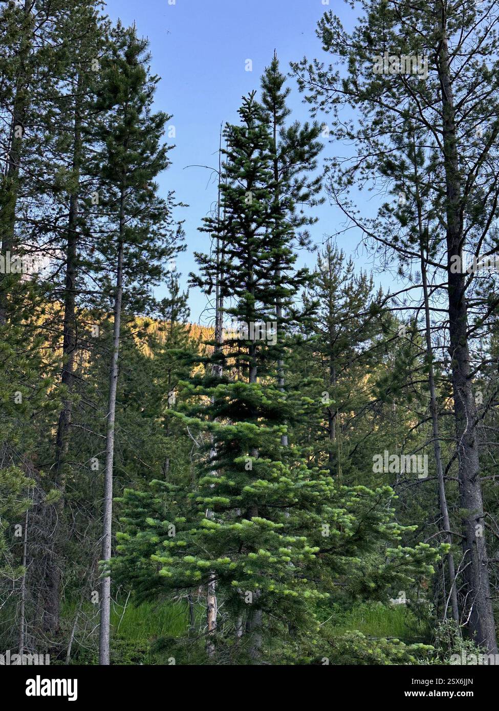 subalpine fir (Abies lasiocarpa), Plantae, Summit County, UT, USA Stock ...