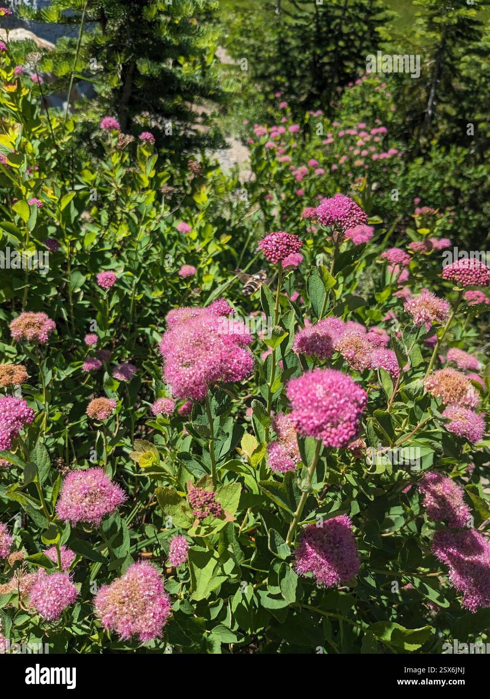 Mountain Spirea (Spiraea splendens), Plantae, Paradise Inn Stock Photo ...