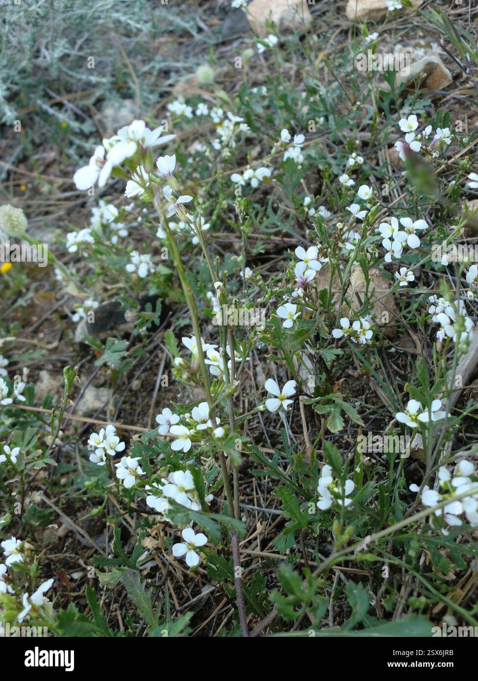 Neo chorio hi-res stock photography and images - Alamy