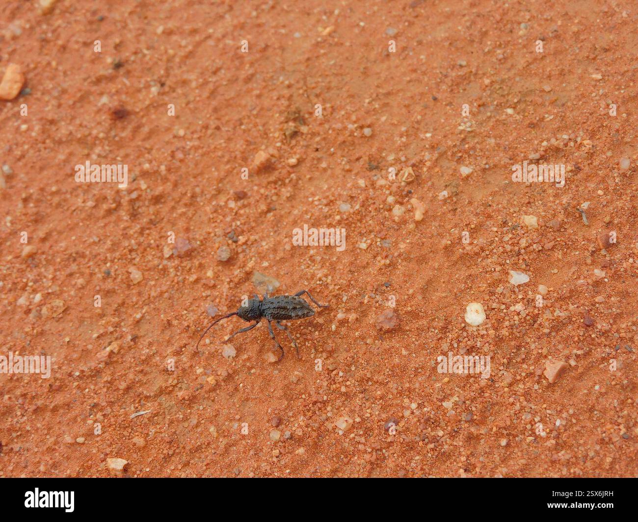 (Parmenini), Insecta, Burt Plain NT 0872, Australia Stock Photo - Alamy