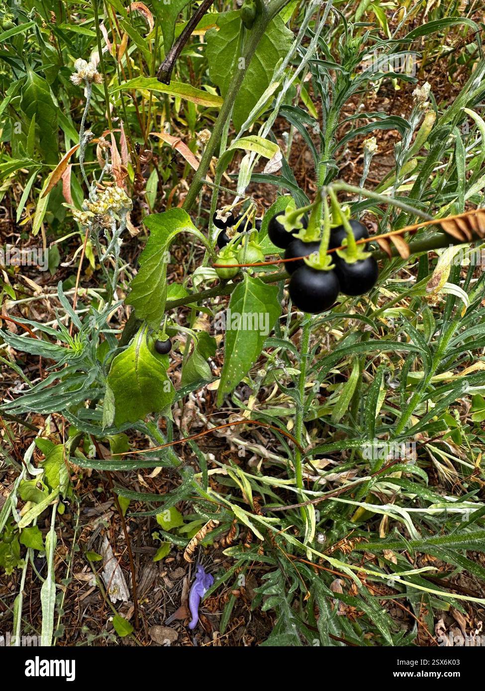 Black Nightshade Complex (Solanum nigrum), Plantae, Feliz Dr, Oak View ...