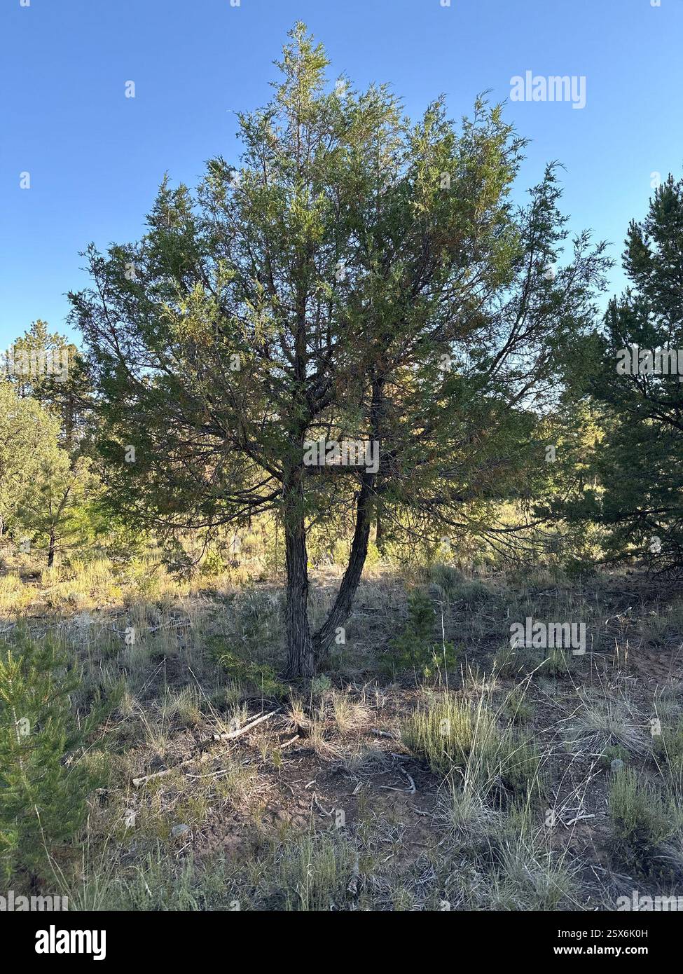 Rocky Mountain Juniper (Juniperus scopulorum), Plantae, Carson National ...