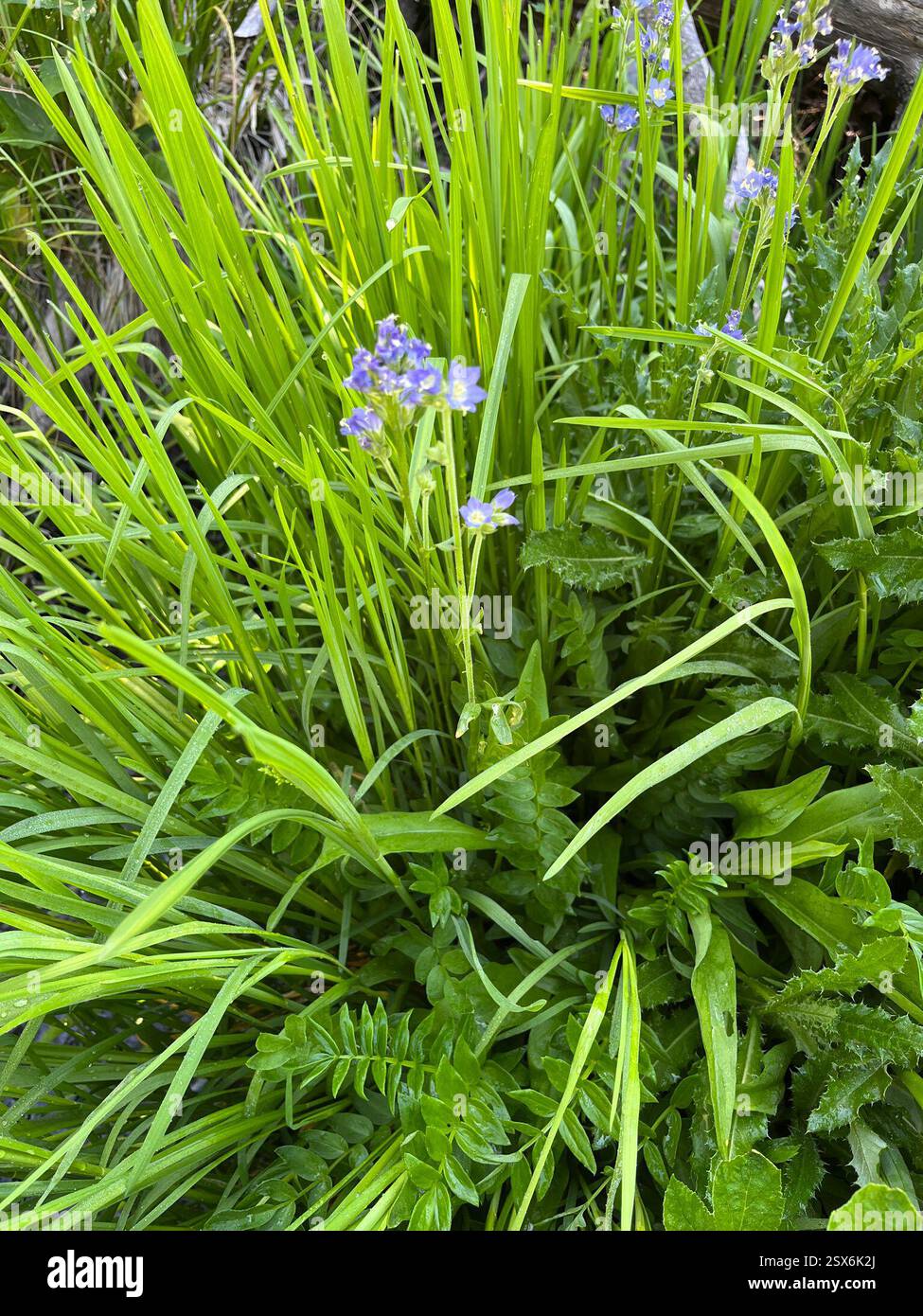 western Jacob's ladder (Polemonium occidentale), Plantae, Twin Falls ...