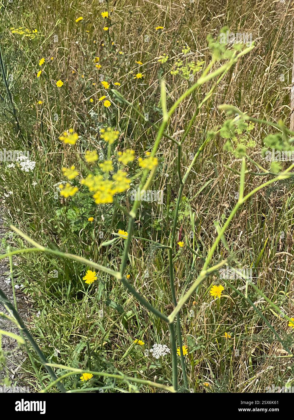 fennel (Foeniculum vulgare), Plantae, River Thames, Stanford-Le-Hope ...