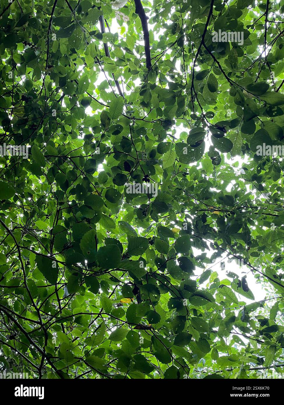 Red Alder (Alnus rubra), Plantae, Del Norte County, CA, USA Stock Photo ...