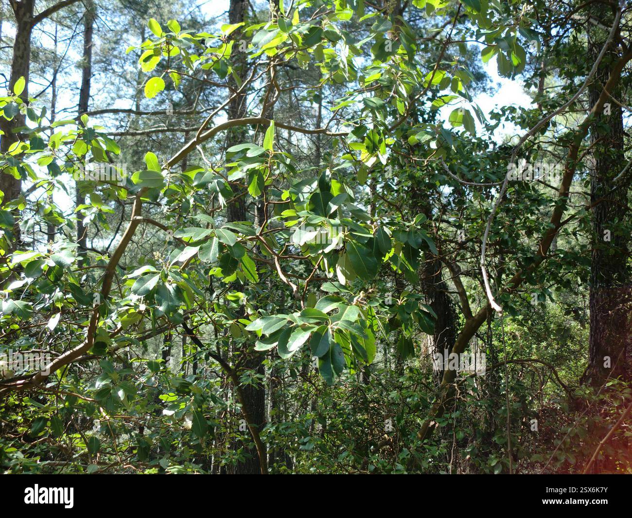 Aleppo Oak (Quercus infectoria), Plantae, Paphos, Cyprus Stock Photo ...