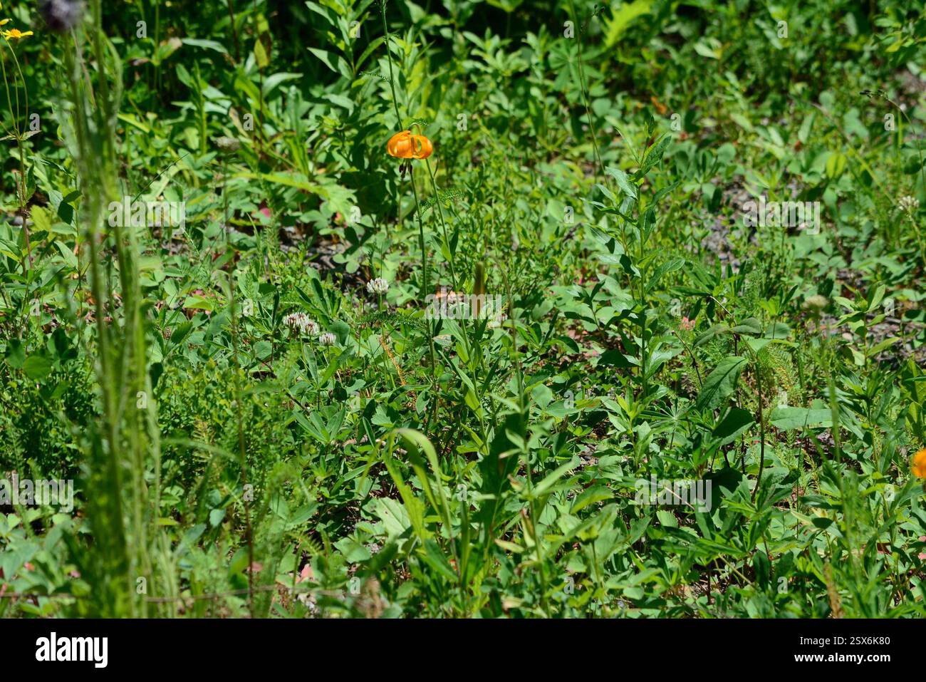 Columbia lily (Lilium columbianum), Plantae, Fraser Valley, BC, Canada ...