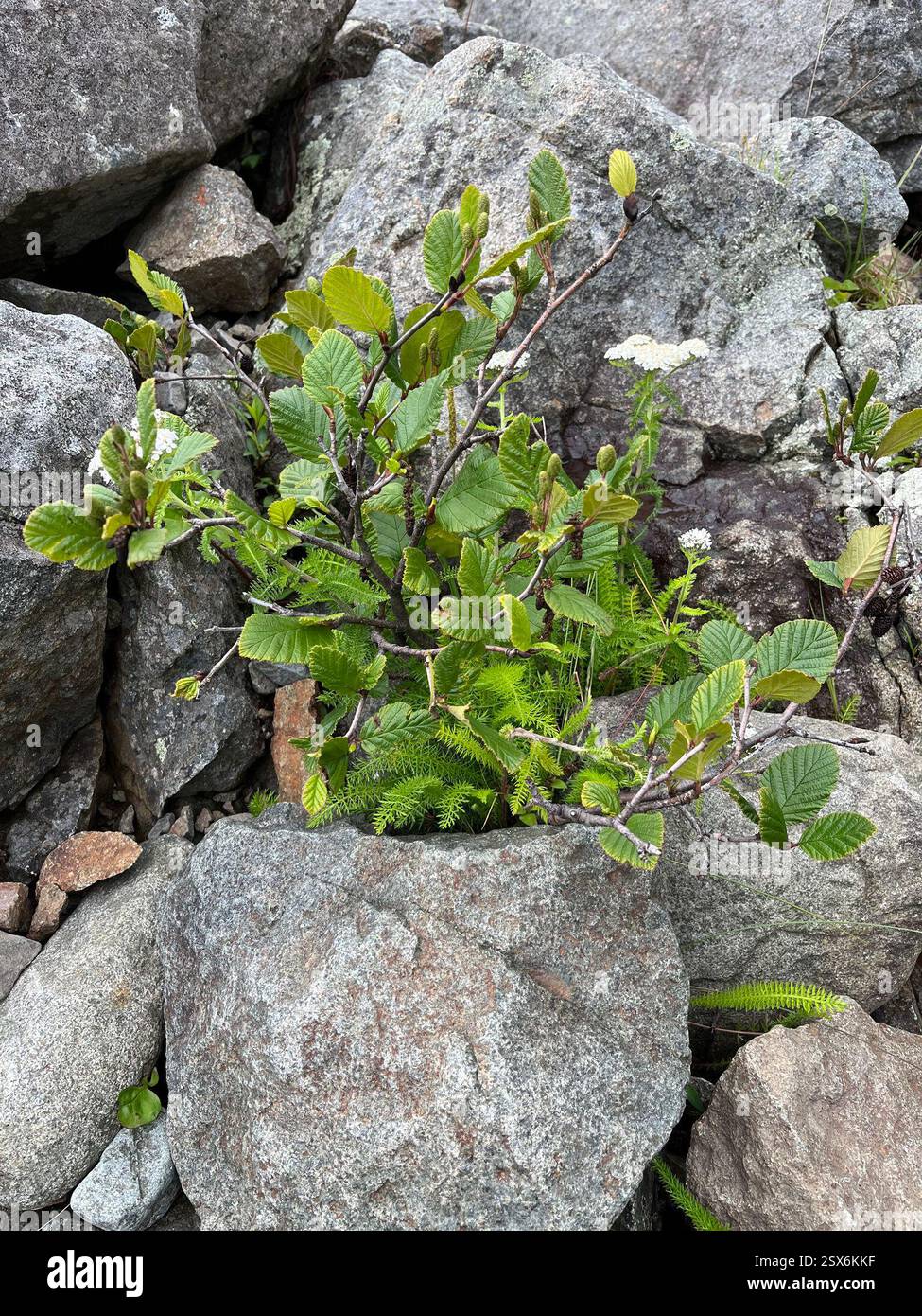 swamp alder (Alnus incana rugosa), Plantae, Quoddy Head State Park ...