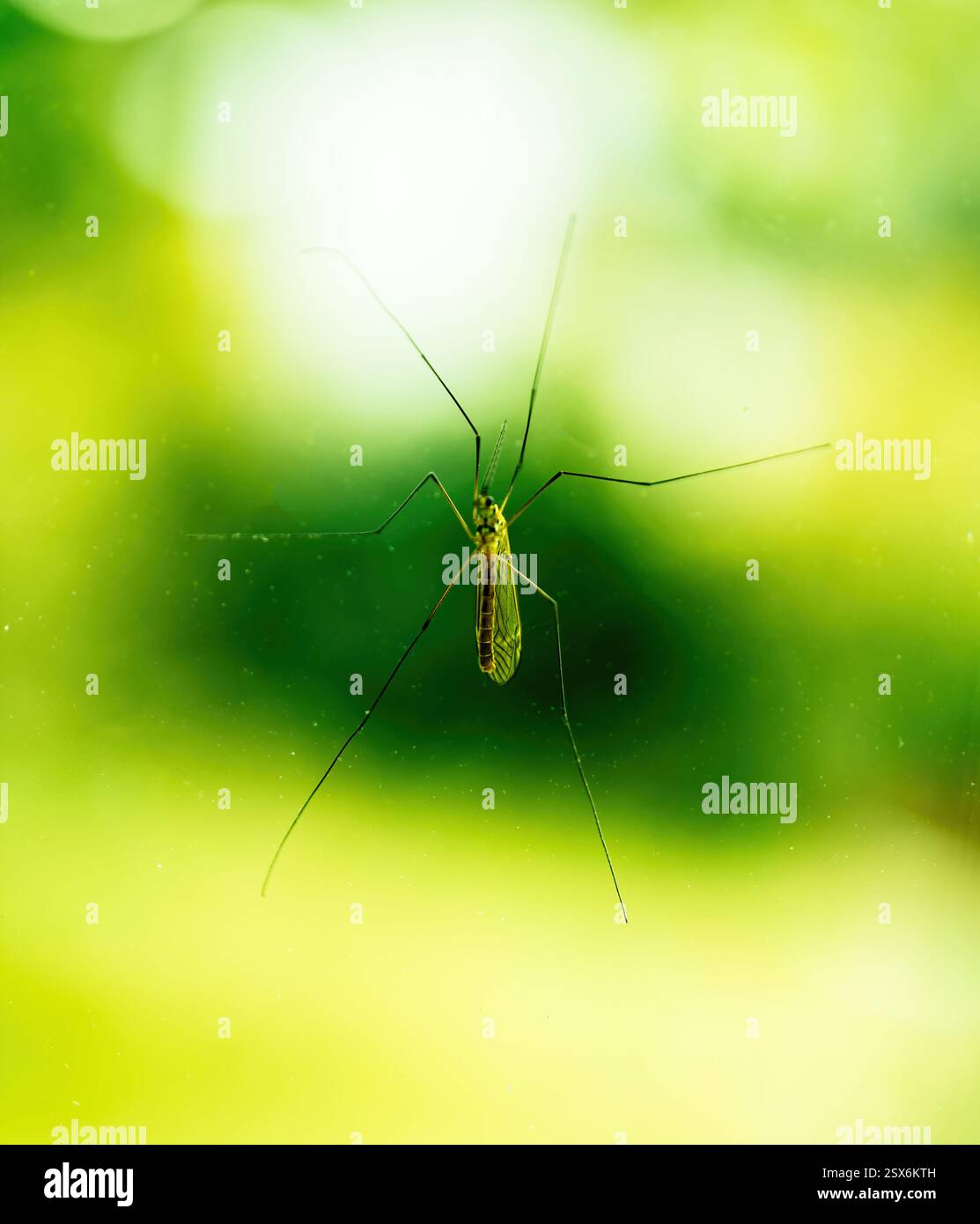 A crane fly with long delicate legs clings to a transparent glass ...