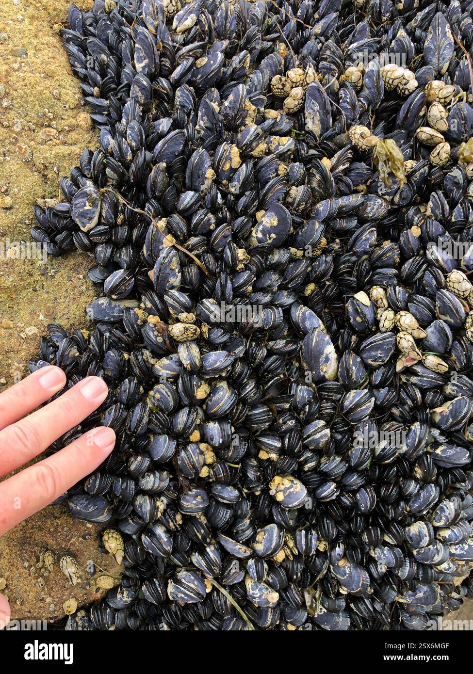 California Mussel (Mytilus californianus), Mollusca, Santa Cruz ...