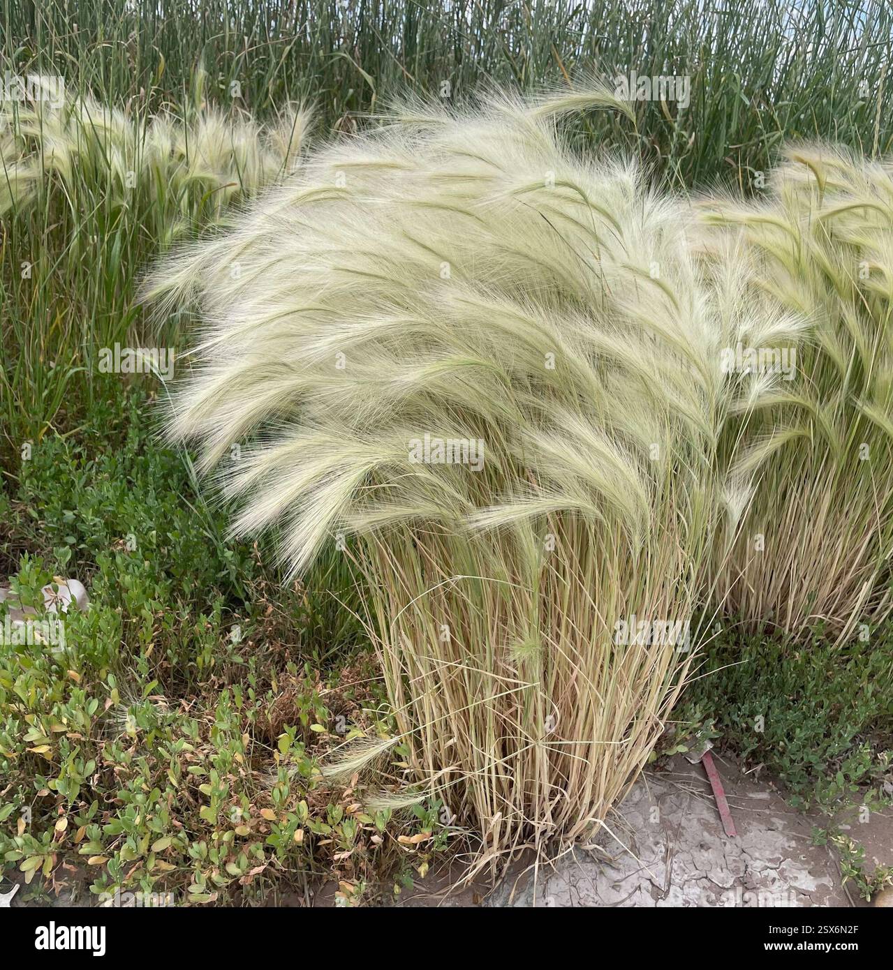 Common Barley (Hordeum vulgare), Plantae, CR-231, Lyman, WY, US Stock ...