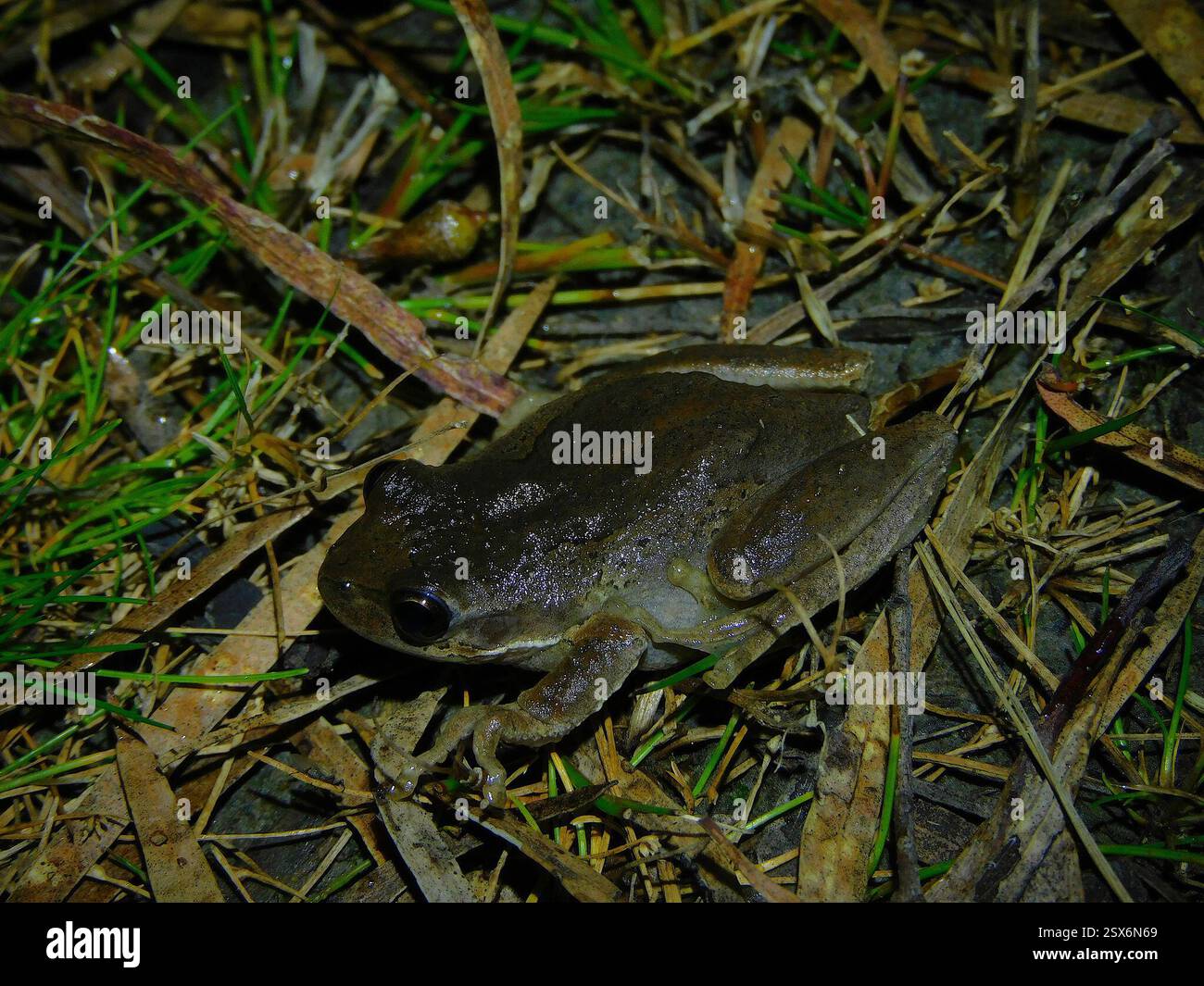 Brown Tree Frog (Litoria ewingii), Amphibia, Hobart TAS, Australia ...