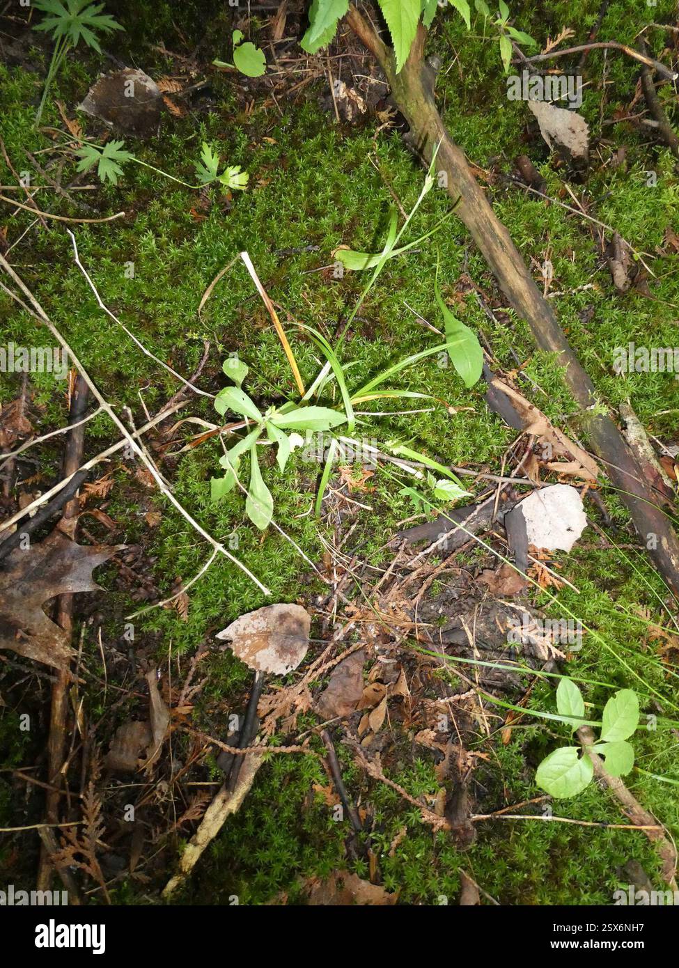 Carex sect. Paniceae (Paniceae), Plantae, North Hero, VT 05474, USA ...