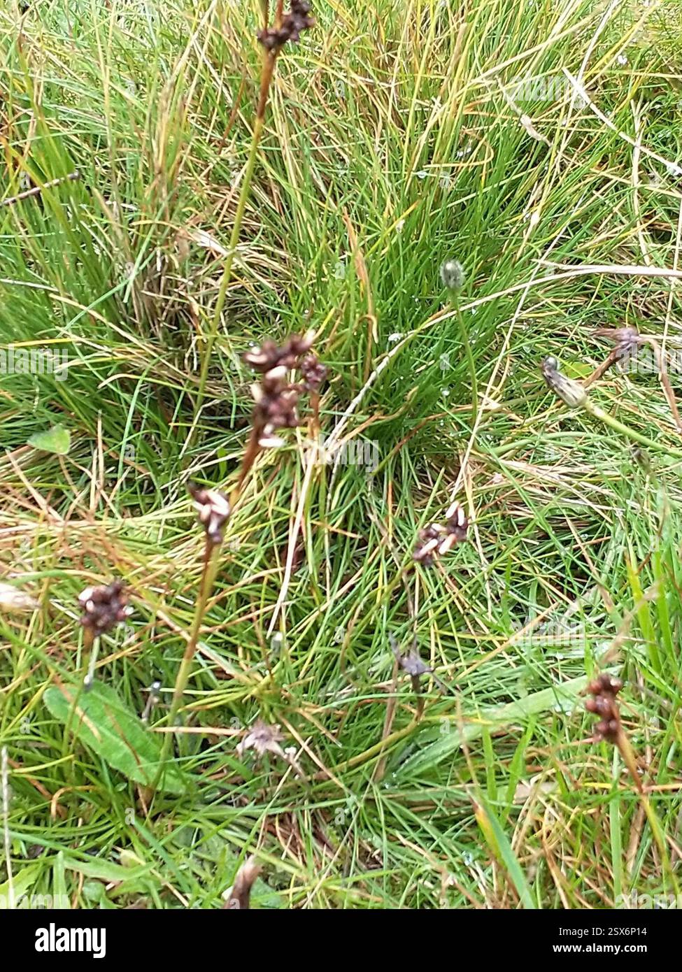 heath rush (Juncus squarrosus), Plantae, Lancashire, England, GB Stock ...