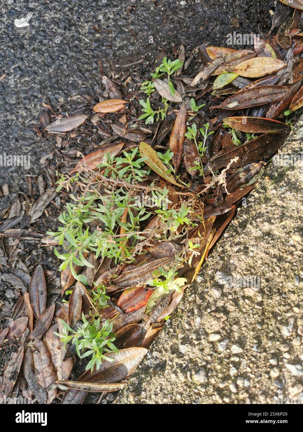 smooth willow herb (Epilobium billardiereanum), Plantae, Northland ...