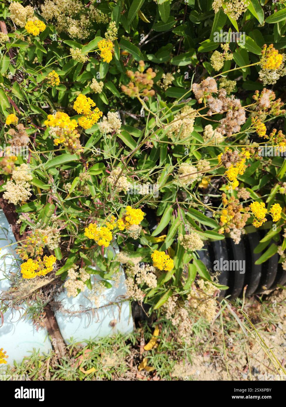 Golden Yarrow (Eriophyllum confertiflorum), Plantae, MONARCH BAY, CA ...