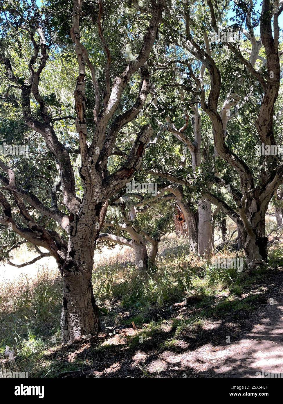 coast live oak (Quercus agrifolia), Plantae, Palo Corona Regional Park ...